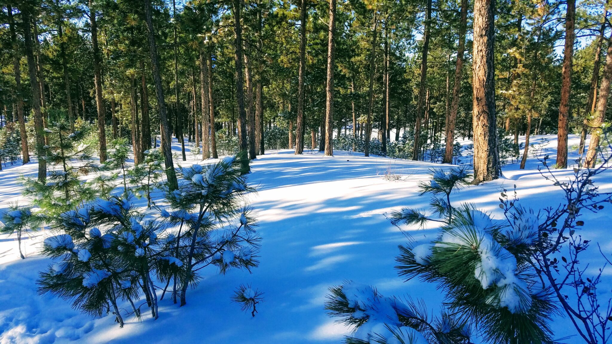 Fox Run Regional Park - TOSC